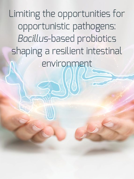 Adisseo Bacillus-based probiotics: resilient intestinal environment — MEA