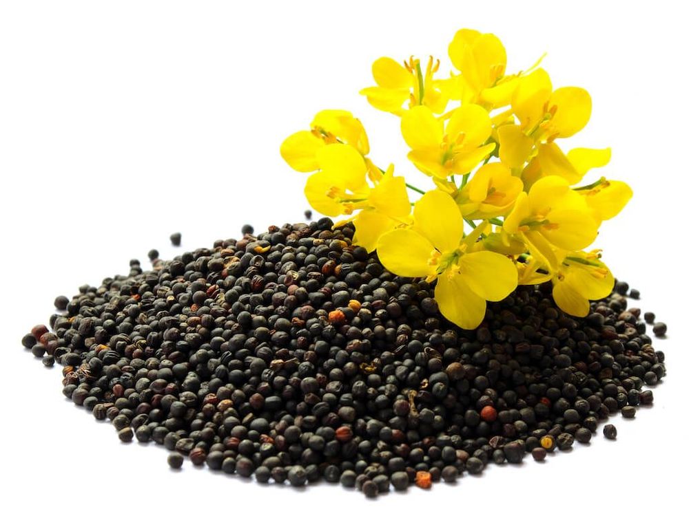 Use of alternative and local ingredients in poultry diet | Adisseo ...