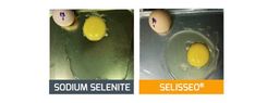 Selenium enriched eggs - Adisseo — MEA